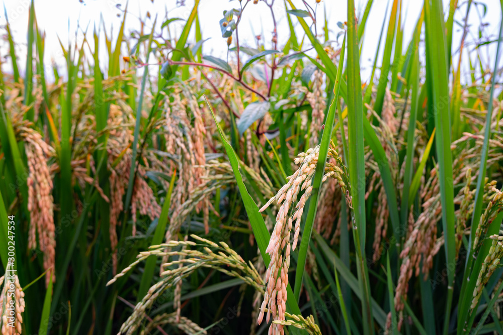 Rice Plant Harvest