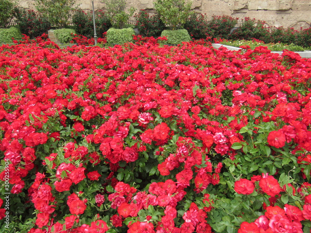 Muchas rosas rojas Stock Photo | Adobe Stock