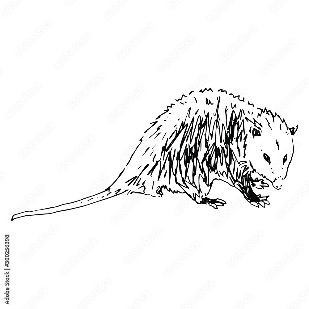 Isolated vector illustration of North American opossum. Virginia ...