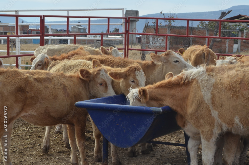 Becerros o terneras bebiendo agua Stock Photo | Adobe Stock