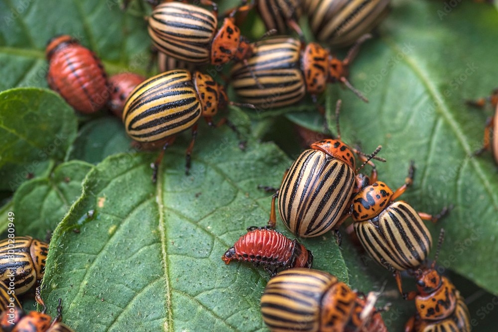 Potato bugs on foliage of potato in nature, natural background, close ...