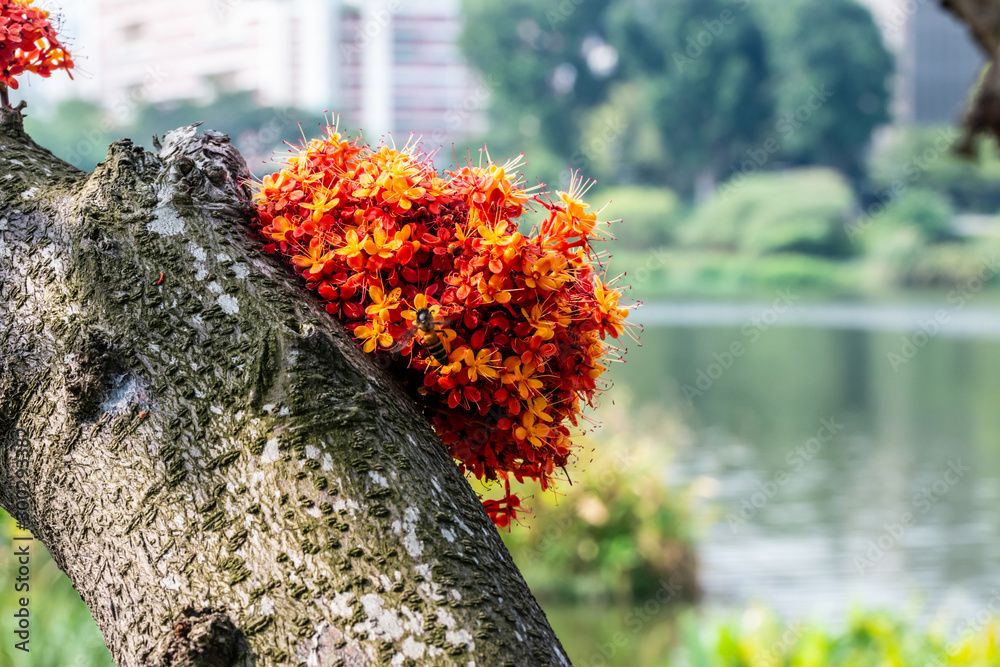 Saraca L tree with bees hovering in daytime summer Stock Photo | Adobe ...