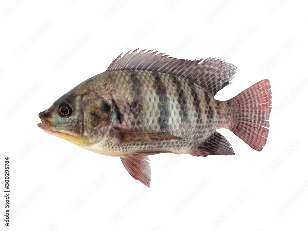 Nile tilapia,Tilapia nilotica (Oreochromis niloticus) isolated on white ...