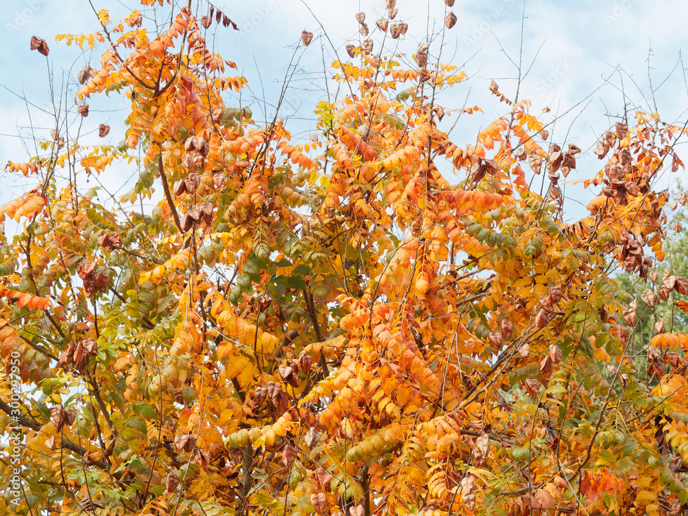 Goldenrain Tree Fall Color