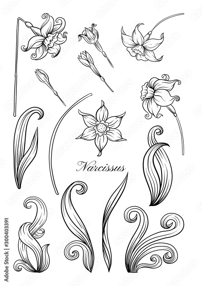 Narcissus. Set of elements for design Outline hand drawing vector ...