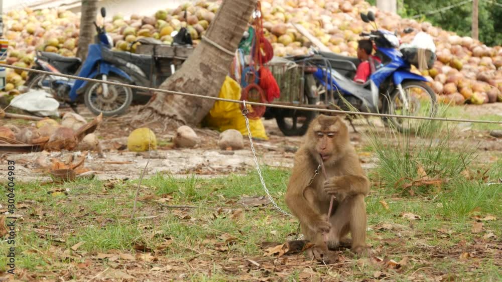 Cute monkey worker rests from coconut harvest collecting. The use of ...