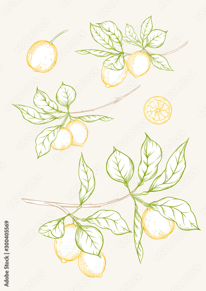 Lemon tree branch with lemons, flowers and leaves. Element for design ...