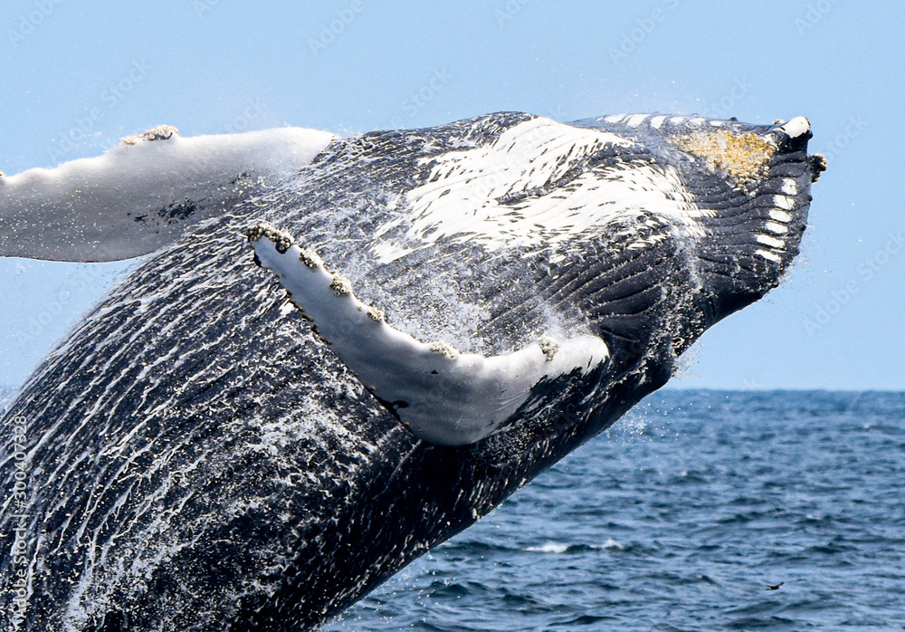 Closeup view of humpback whale (Megaptera novaeangliae) breaching ...