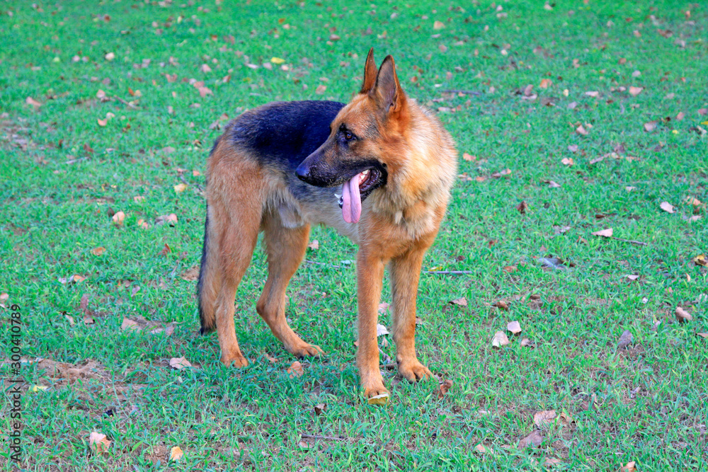 Shepherd, animals, pets, domestication, gentle, fierce, robust, lovely ...