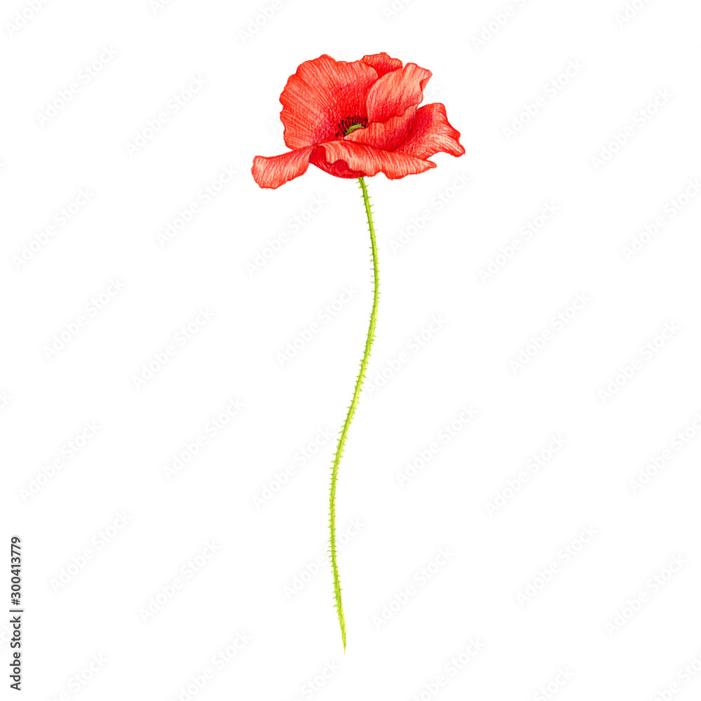 Poppy Pencil Drawing