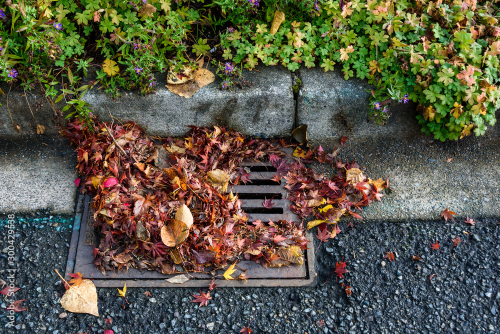 Flooding threat, fall leaves clogging a storm drain on a wet day ...