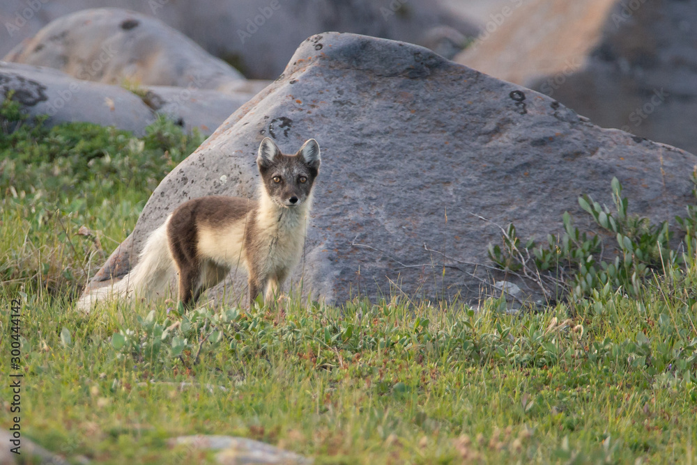 Arctic Fox running over the rocks in Northern Canada Stock Photo ...