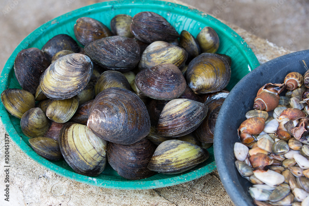 Mussels for sale at the fish market in Galle, Sri lanka Stock Photo ...
