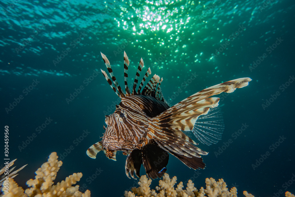 Lion fish in the Red Sea colorful fish, Eilat Israel Stock Photo ...