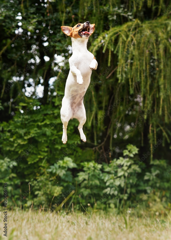 How High Can A Small Dog Jump