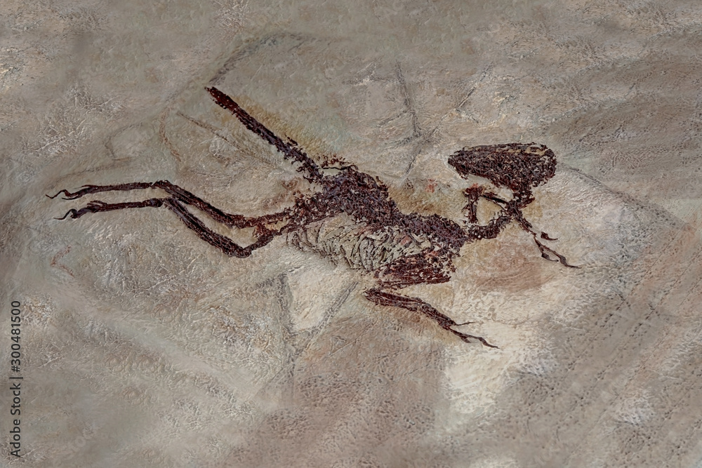 Dinosaur fossils: Zhenyuanlong suni, Liaoning, Yixian China. First ...