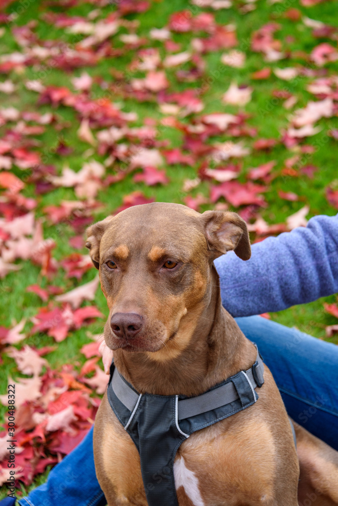 Chocolate Lab Doberman Mix Puppies