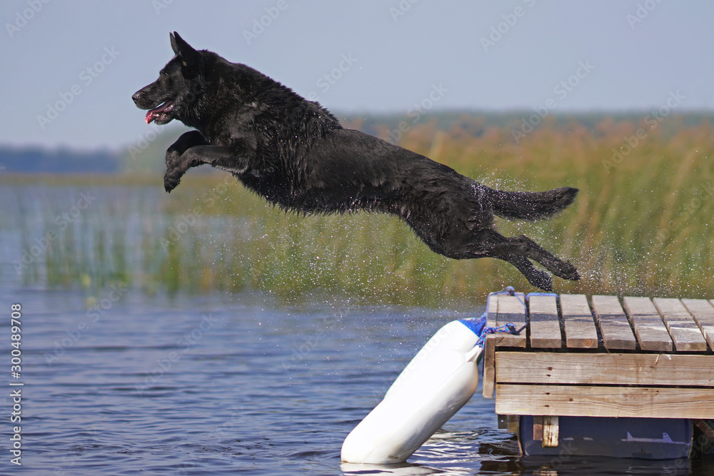Dog Jumping Into Water