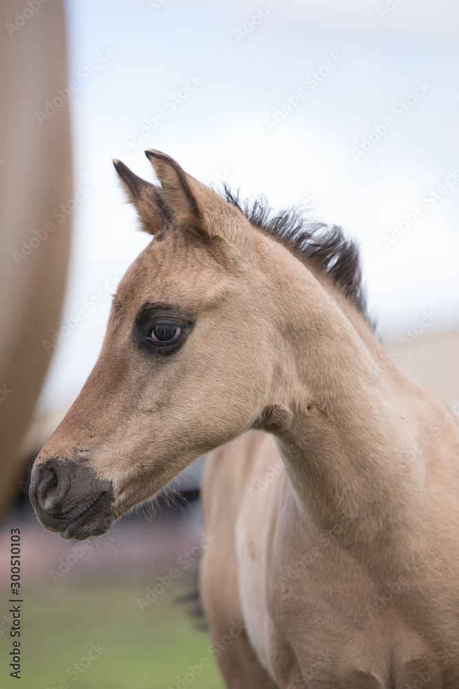 Buckskin Filly