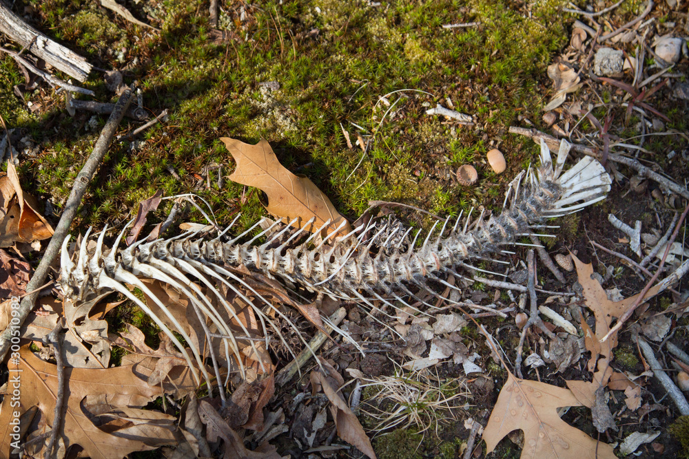 Forrest floor covered in moss, fallen leaves and the spine boney ...