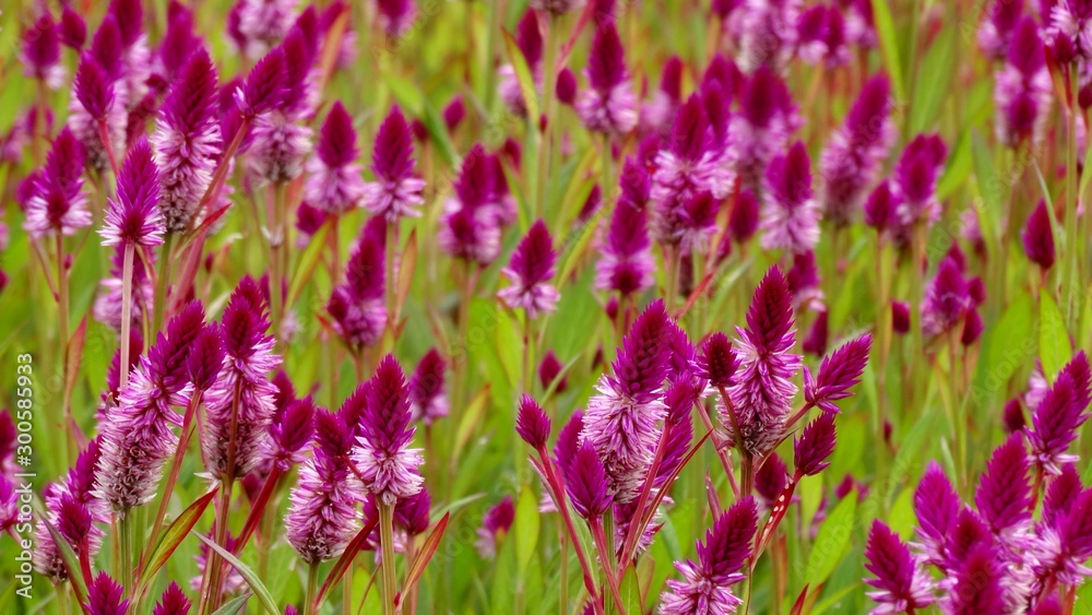 Beautiful purple feather cockscomb flowers blossom in the field ...