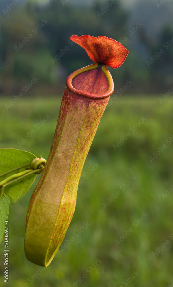 Fotka „Pitcher Plant, Carnivorous plants with modified leaves known ...