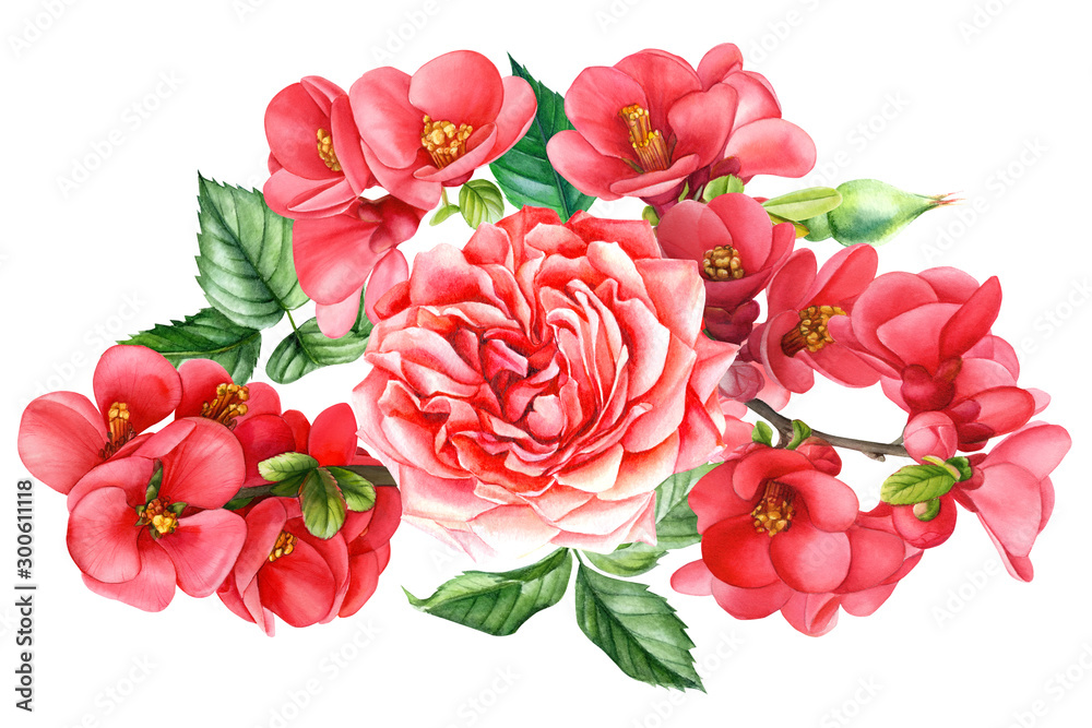 bouquet of quince flowers, leaves, bud, red roses on an isolated white ...