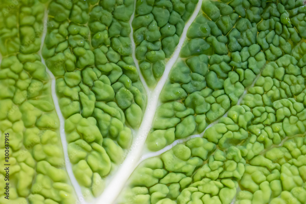Openwork structure of cabbage leaf, veins and hollows. Beautiful ...
