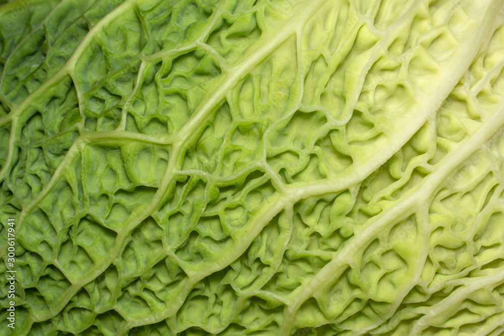 Openwork structure of cabbage leaf, veins and hollows. Beautiful ...