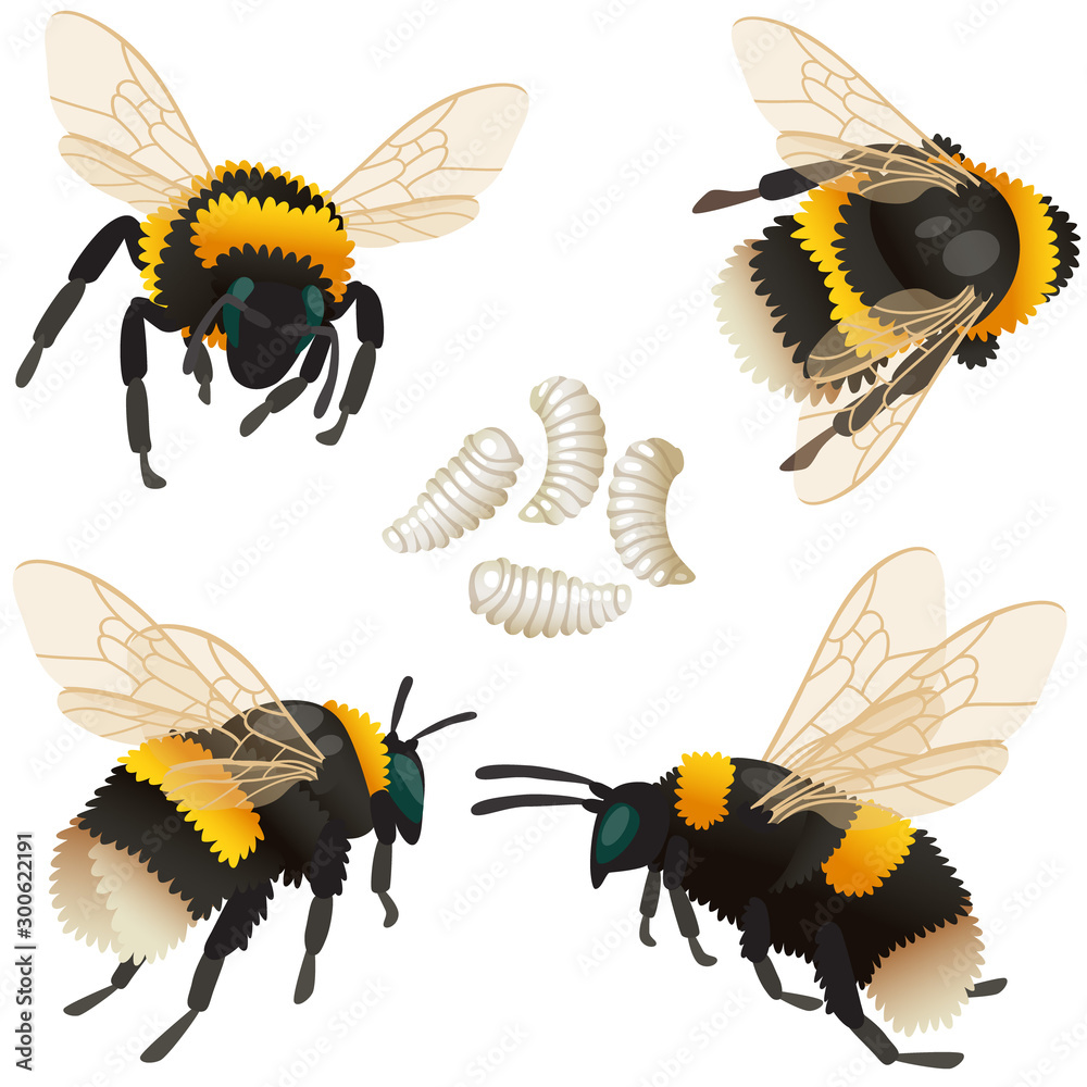 Four poses of bumblebee insect and its larvae Stock Vector | Adobe Stock