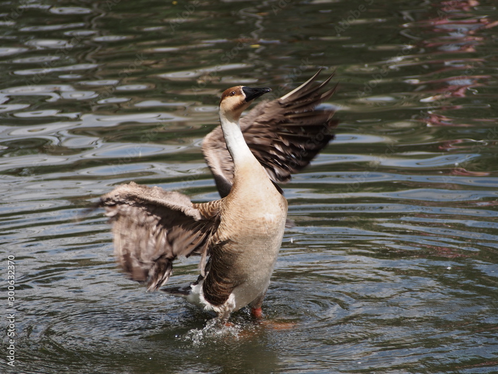 Goose Swan goose, close-up. Goose flaps its wings while standing in the ...
