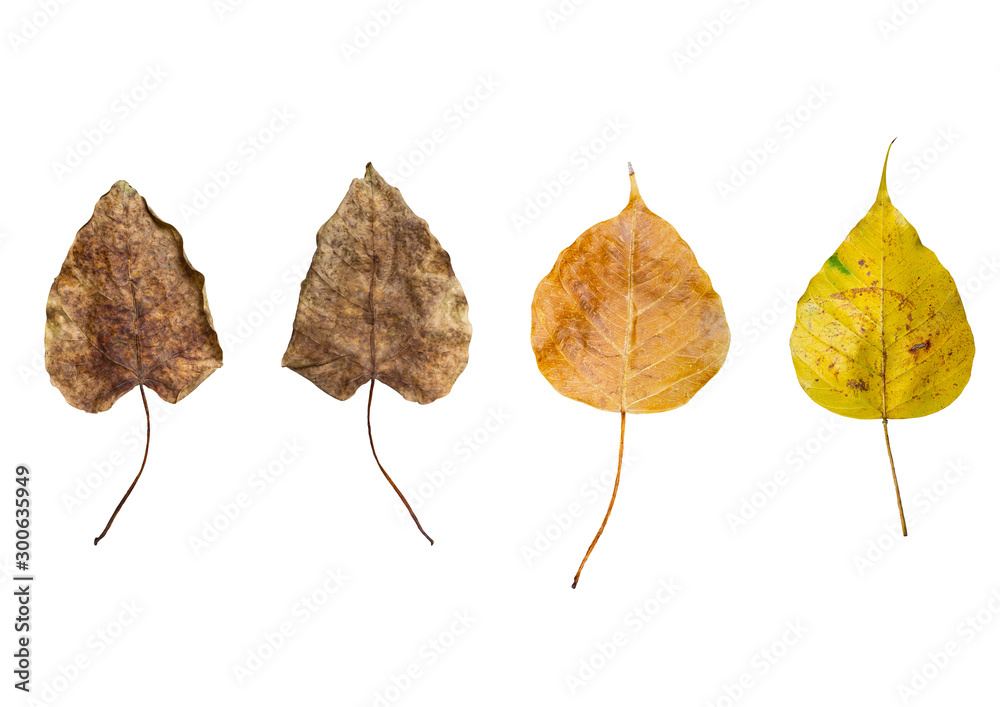 Fall Leaf Names