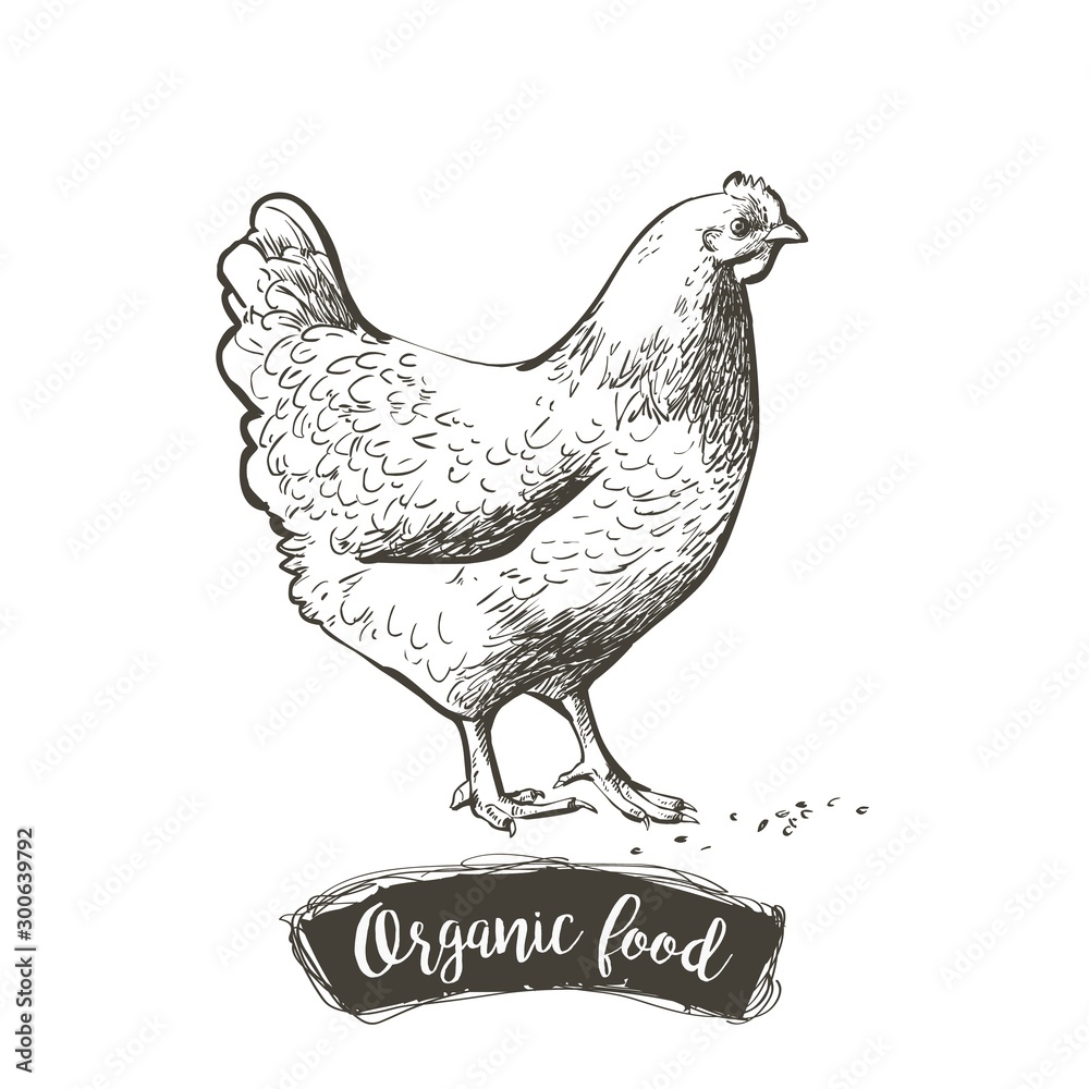 Vector Hen, chicken feeding engraving sketch. Vintage isolated ...