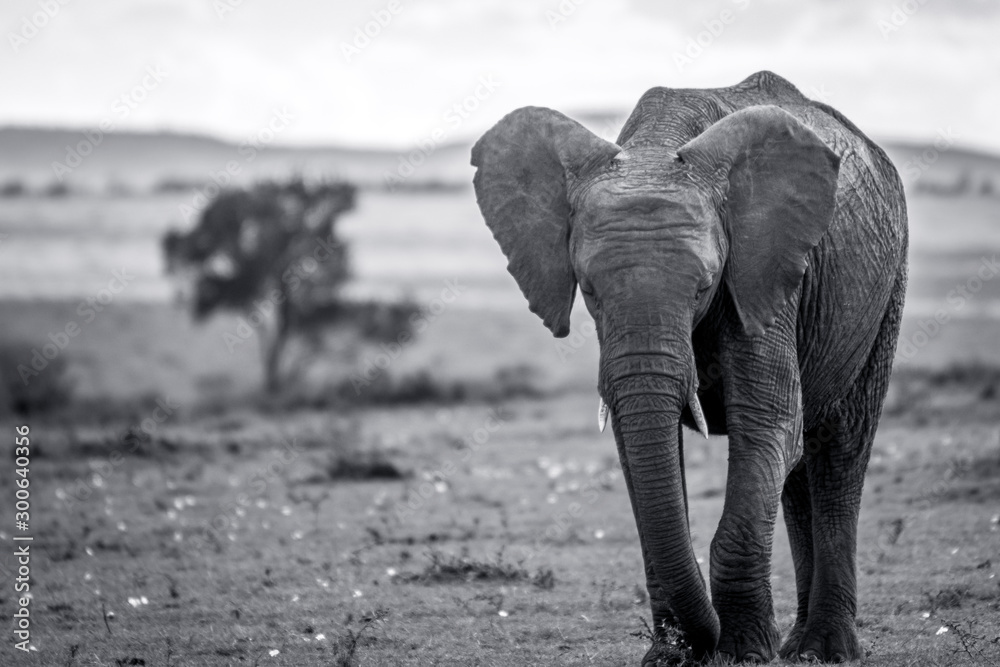 Skinny Elephant in black and white from Masai mara/Kenya/Africa. Black ...