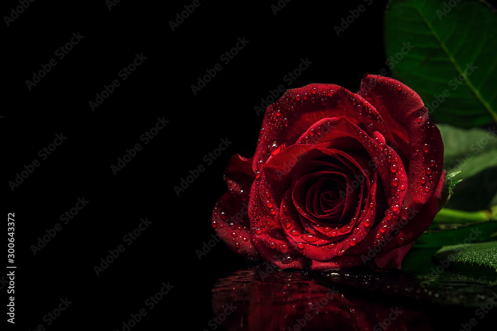 A beautiful moody red rose with water droplets/rain drops on black ...