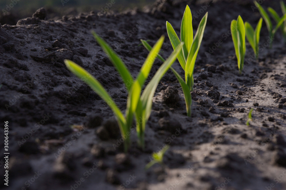 Maize. Germinating corn plants. Agriculture. Germ. Seed. Growing Stock ...