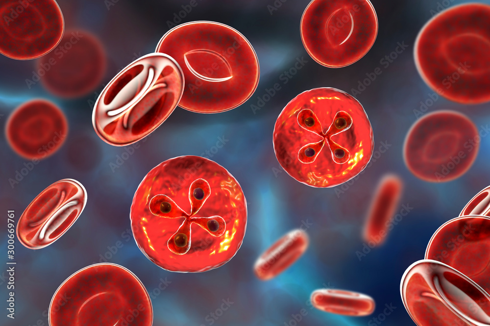 Poster Babesia parasites inside red blood cell, the causative agent of ...