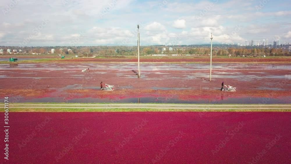 Aerial profile following shot of cranberry field workers moving through ...