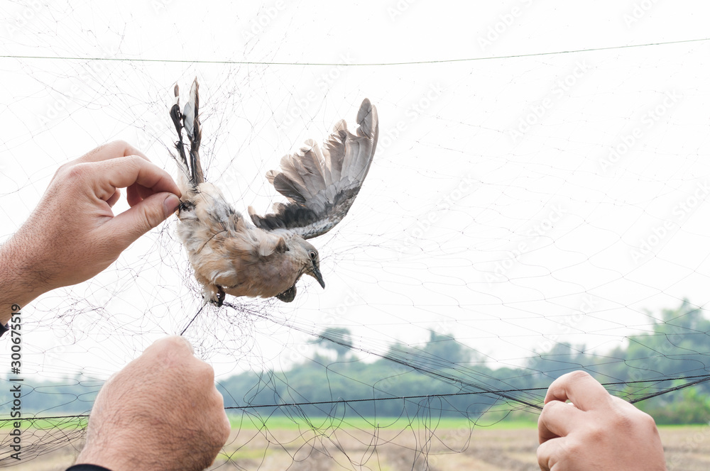 Bird were caught by gardener hand holding on a mesh on white background ...