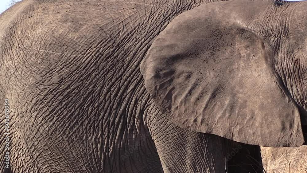 Close-up on the wrinkled texture of an elephants skin then a zoom out ...