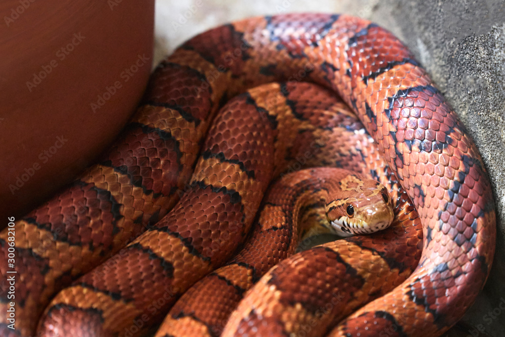 Fototapeta fauna wąż gad usta - Dekowizja.pl