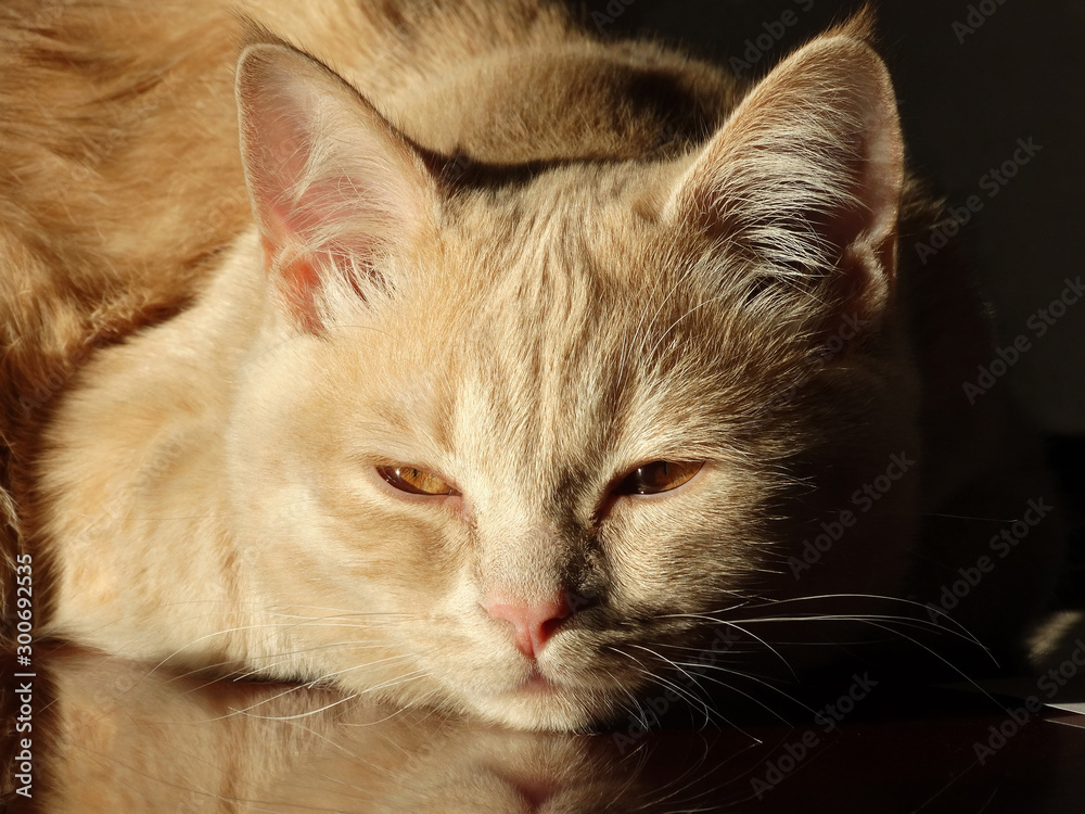 Golden Tabby Cat With Amber Eyes