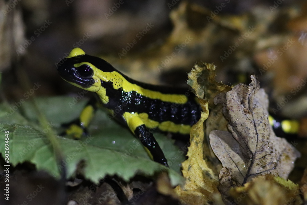 Salamandre Stock Photo | Adobe Stock