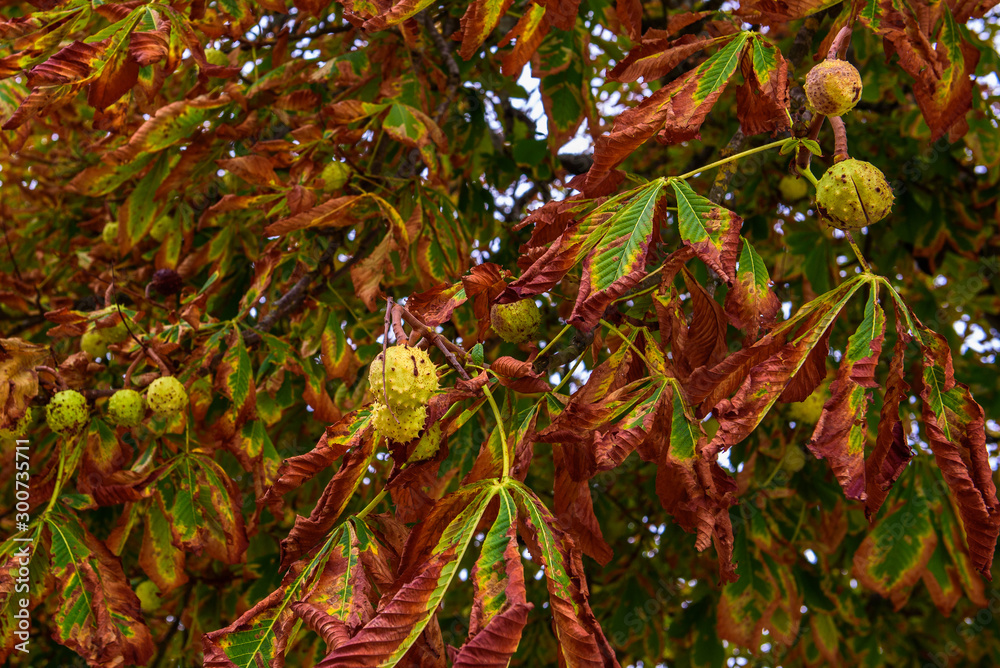Chestnut in green shell on the tree. Red leaves of tree. Tree is ...