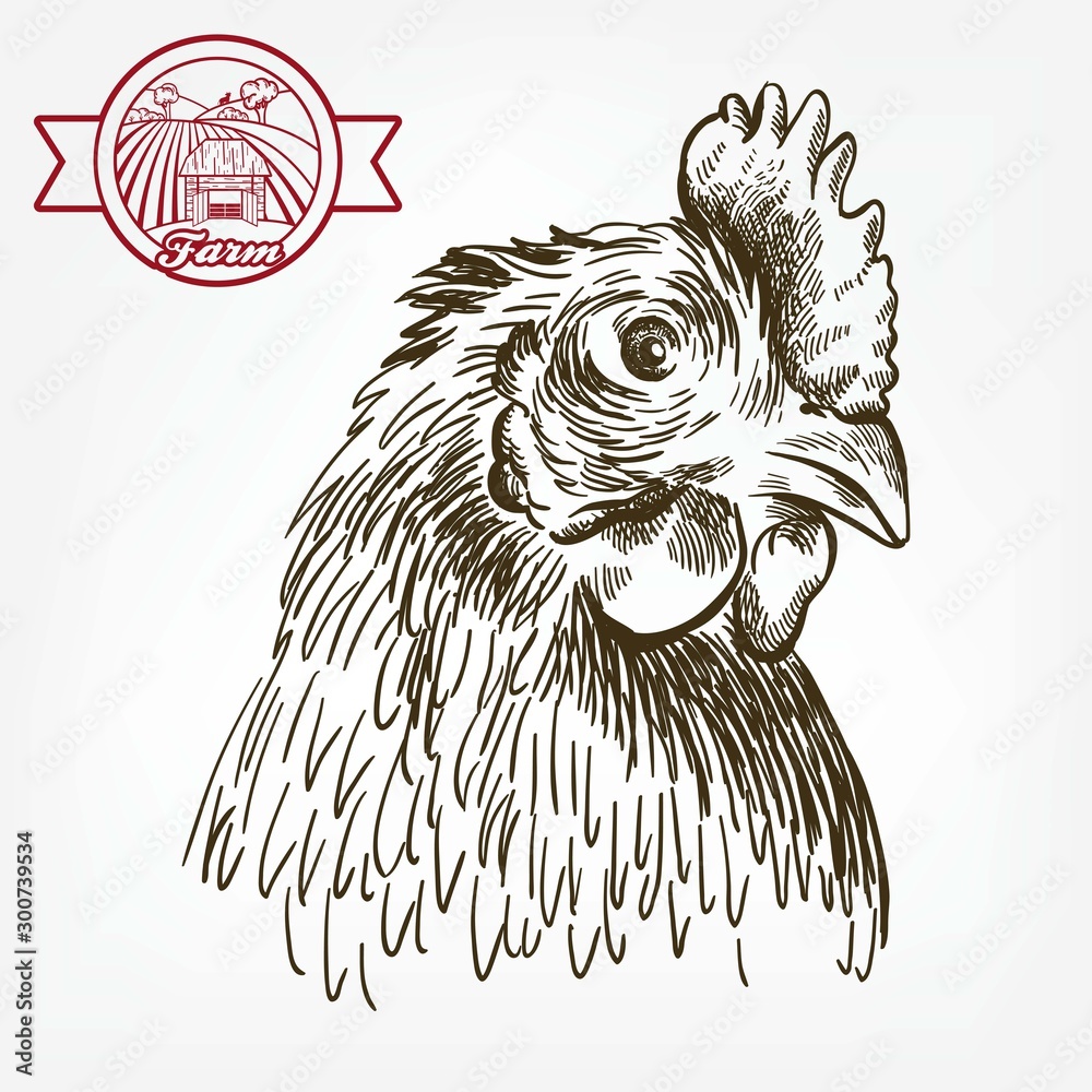 chicken breeding. animal husbandry. livestock. vector sketch on a white ...
