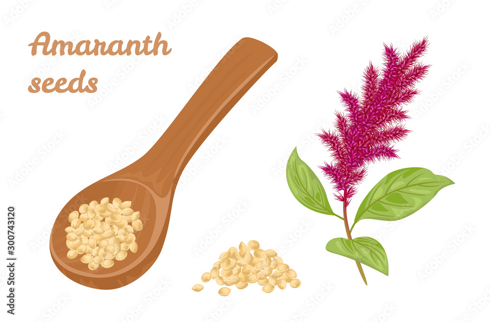 Amaranth seeds in wooden spoon and branch of flowering amaranth plant ...