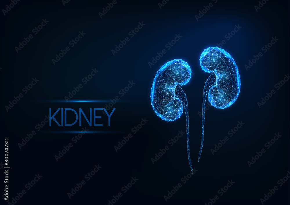 Futuristic glowing low polygonal human kidneys isolated on dark blue ...