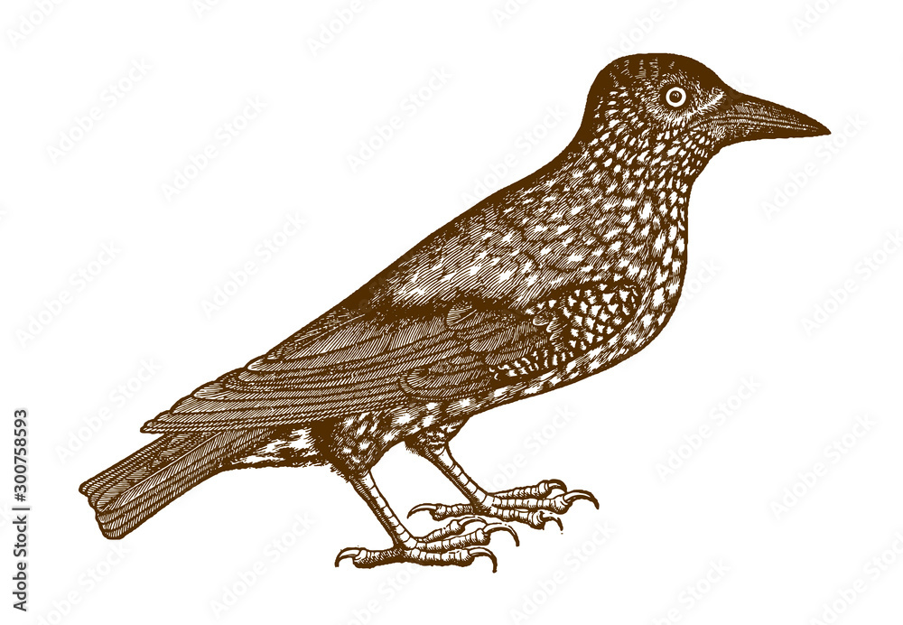 Spotted nutcracker nucifraga caryocatactes in side view. Illustration ...
