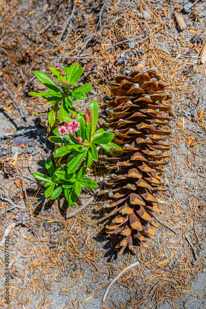 Grand Fir Cone