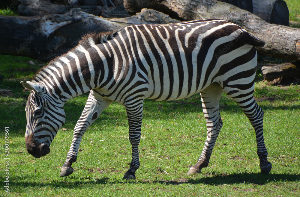 Burchell's zebra is a southern subspecies of the plains zebra. It is ...